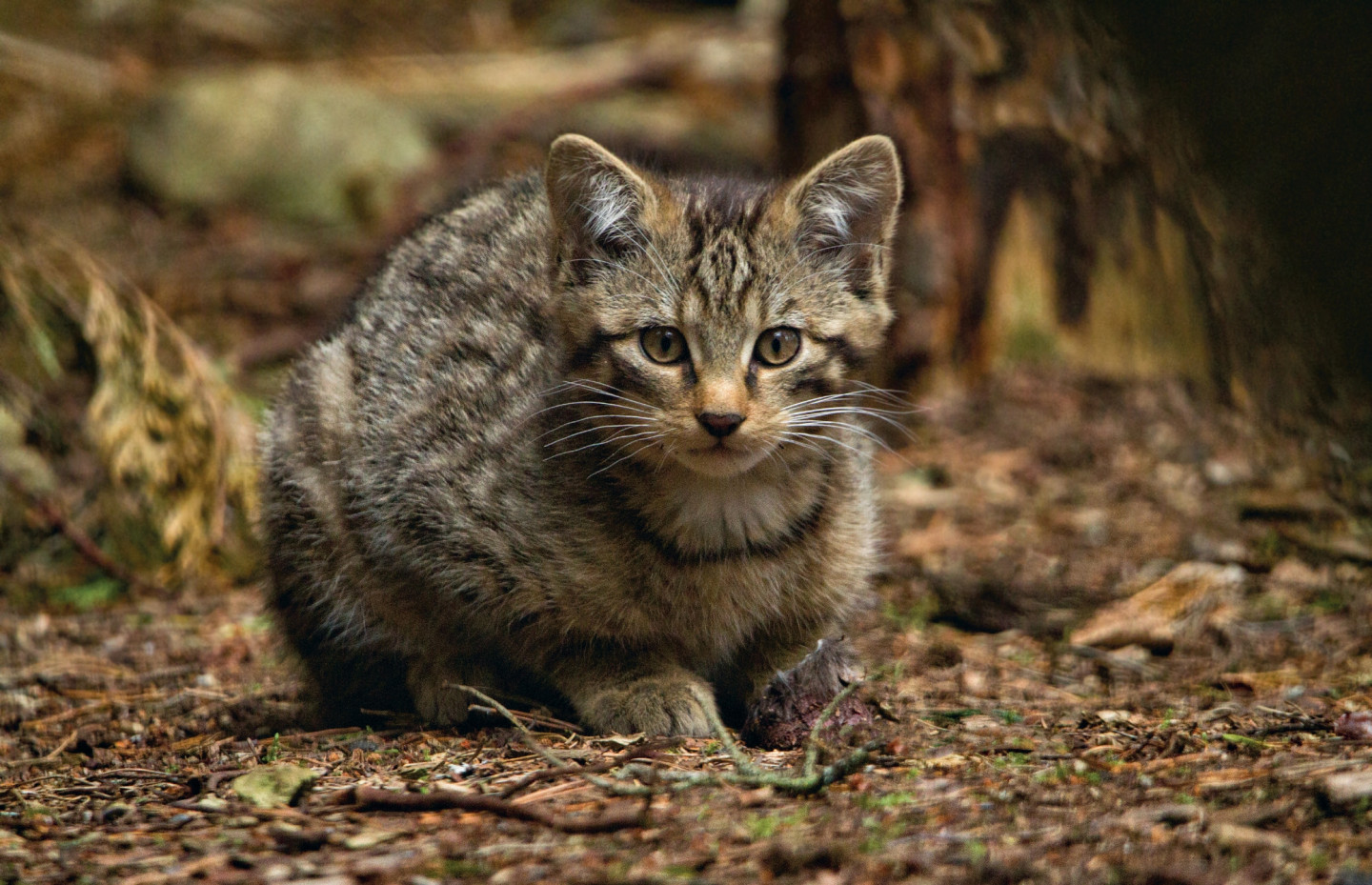 Scottish Wildcat - The Highland Tiger - Hidden Scotland