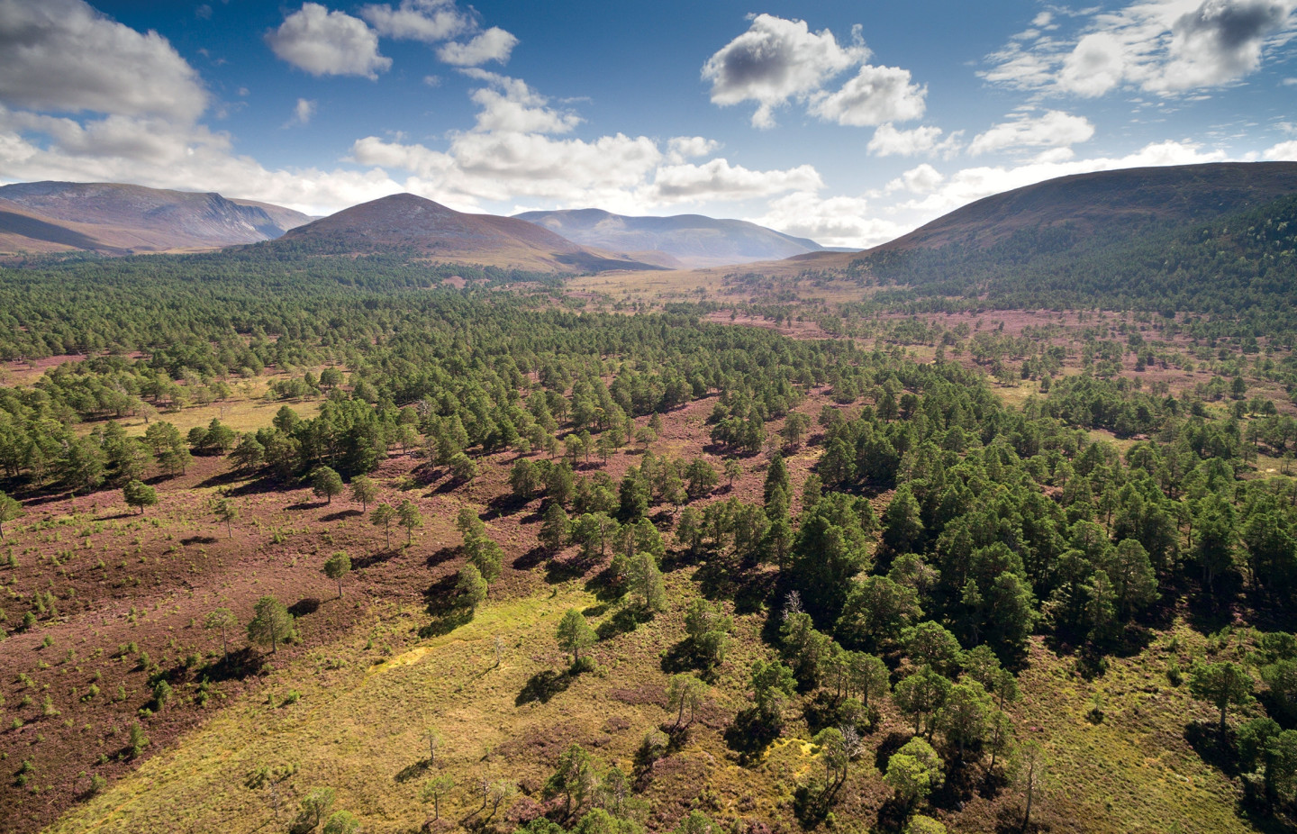 Scottish Wildcat - The Highland Tiger - Hidden Scotland